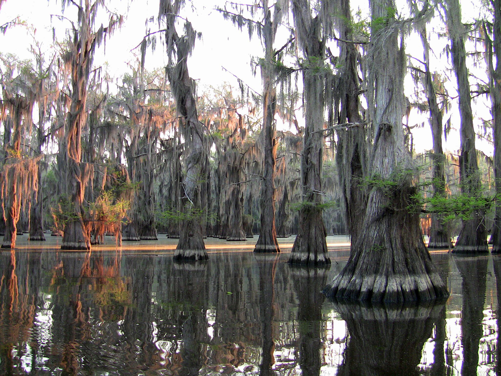 The Value of Floodplains | Freshwater Network - The Nature Conservancy